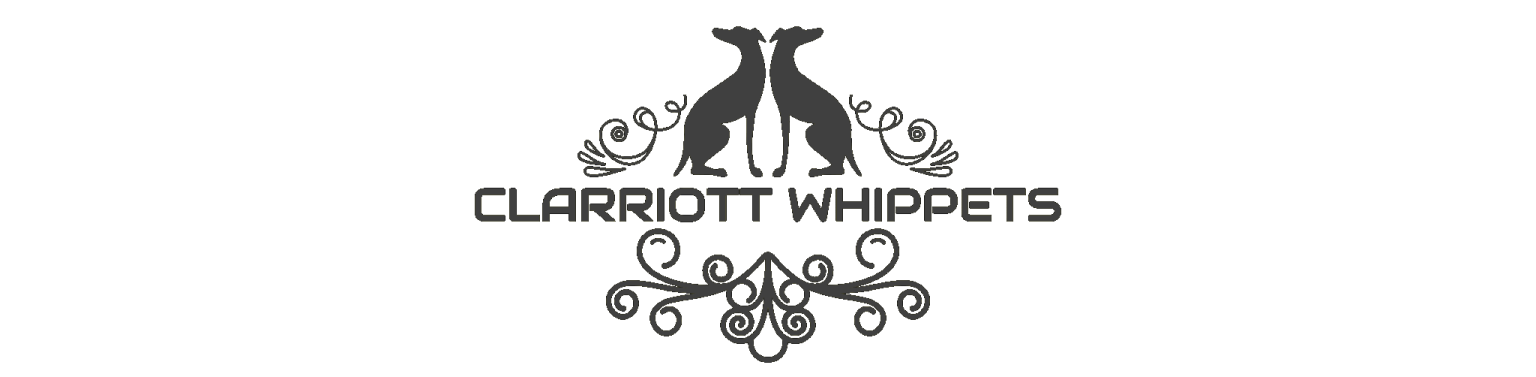 Whippet Care Guide | How to Care for a Whippet Properly
